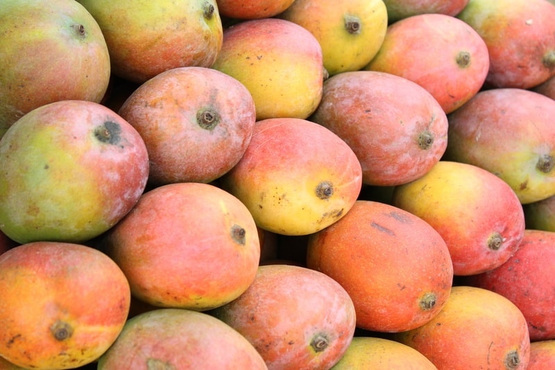 National fruit of India - The King of all Fruits Mango
