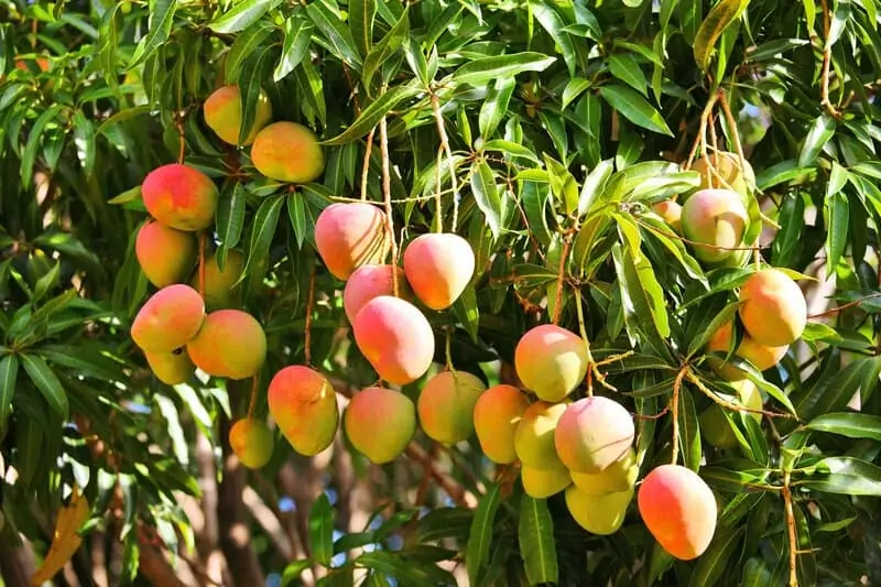 National fruit of India - The King of all Fruits Mango